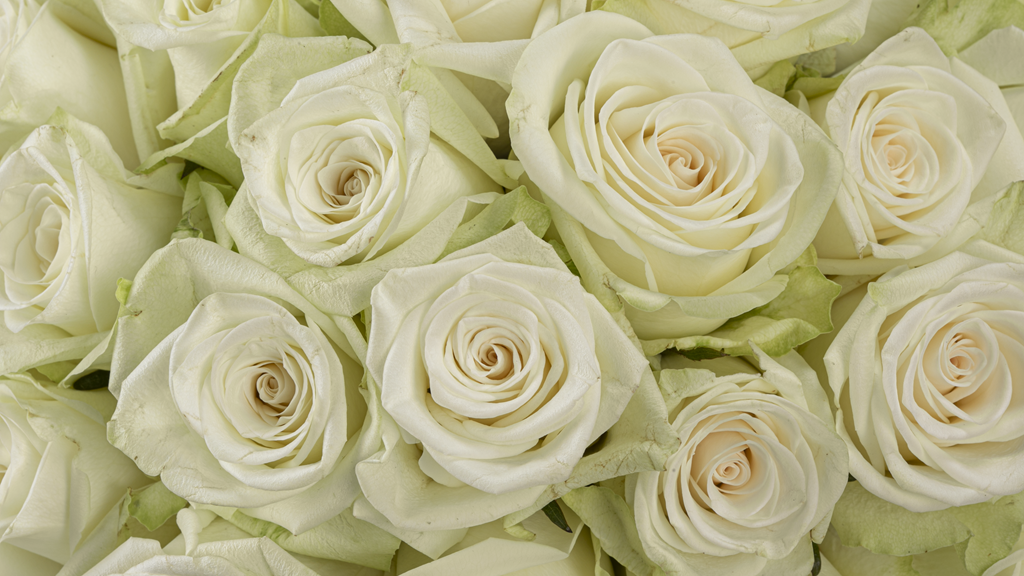 White Classic Roses – Passion Roses
