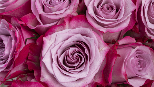 www.passionroses.com – Passion Roses