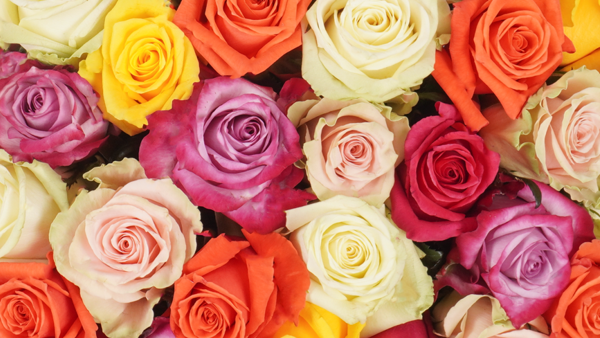 Cartagena – Passion Roses