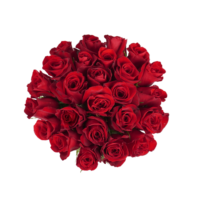 Red Classic Roses - 24 Stems – Passion Roses