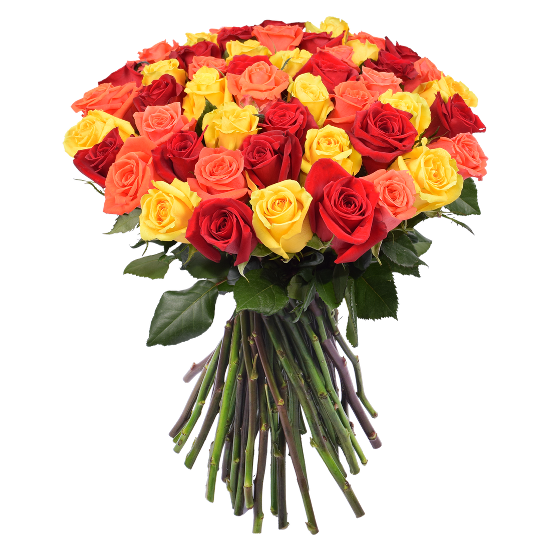 Energy – Passion Roses
