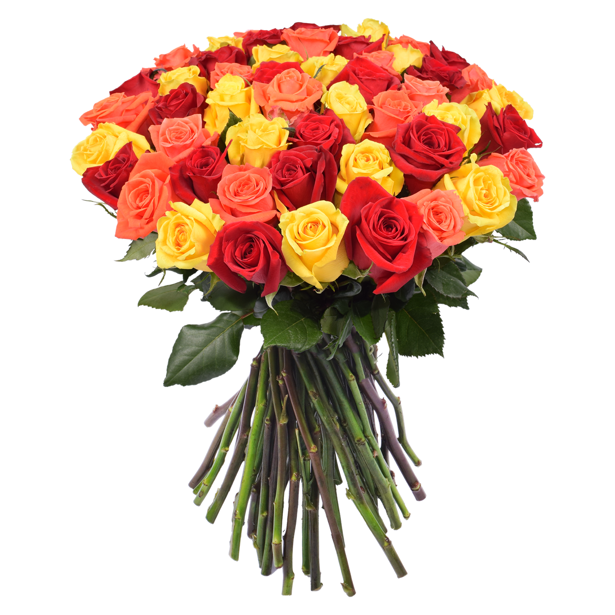 Energy – Passion Roses