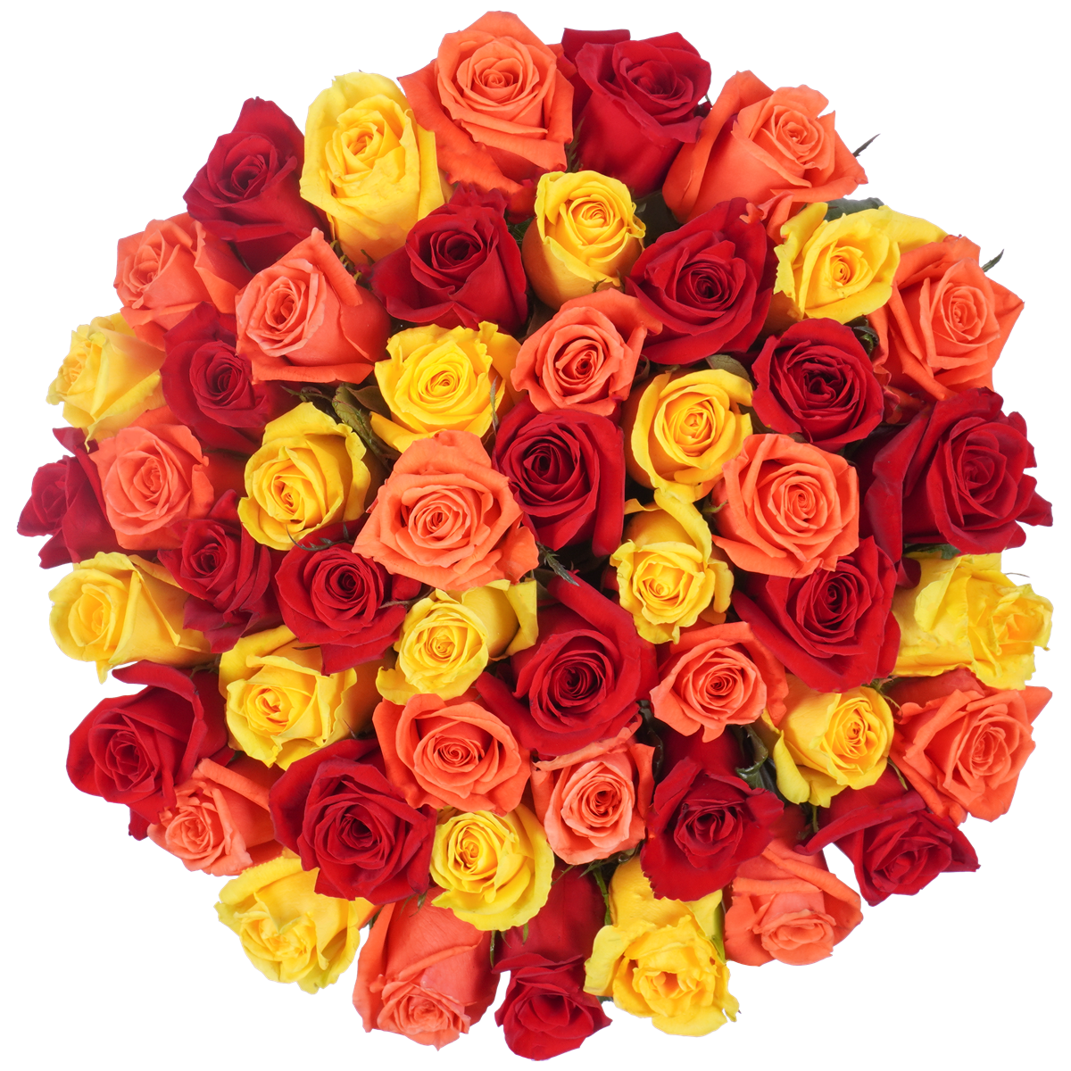 Energy – Passion Roses