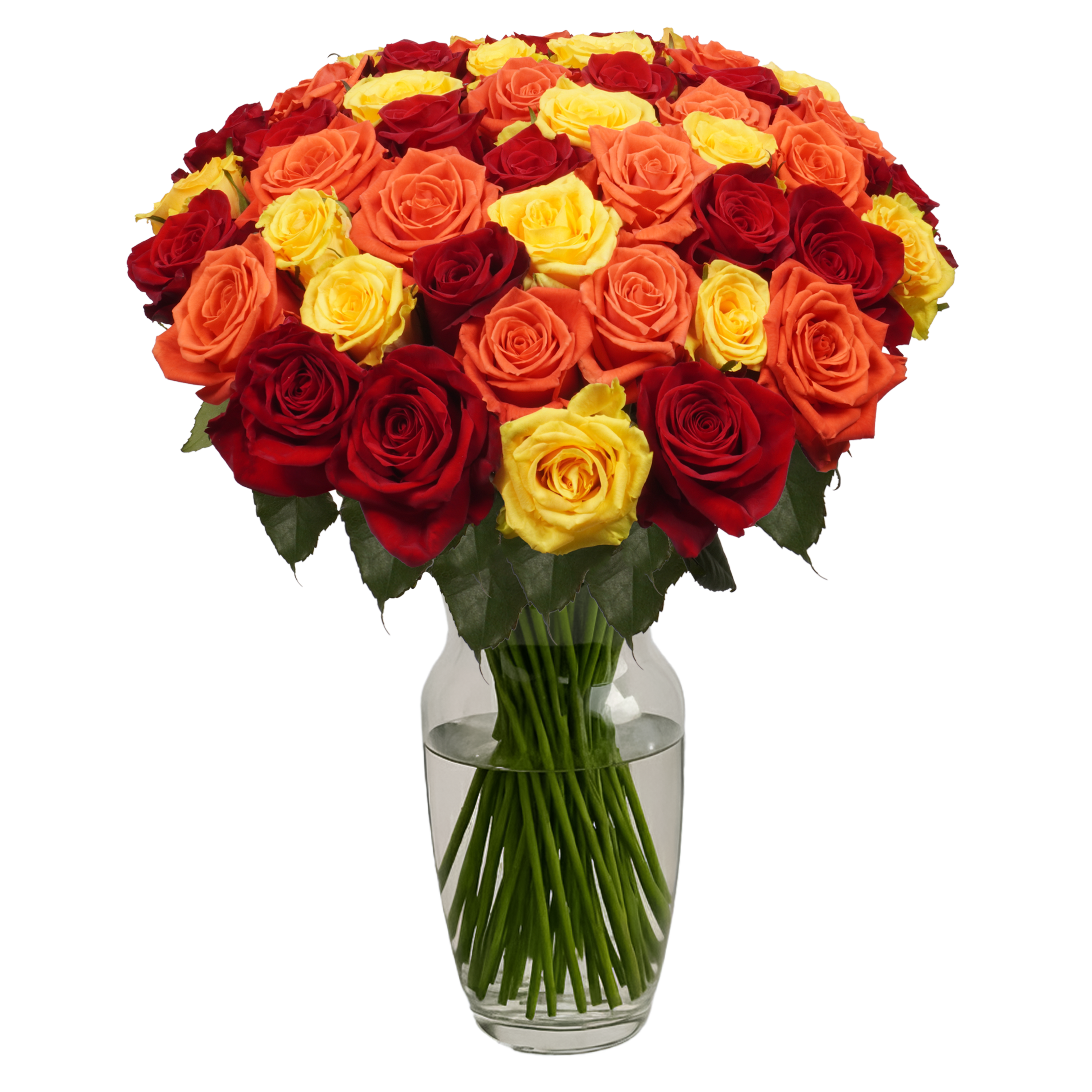 Energy – Passion Roses