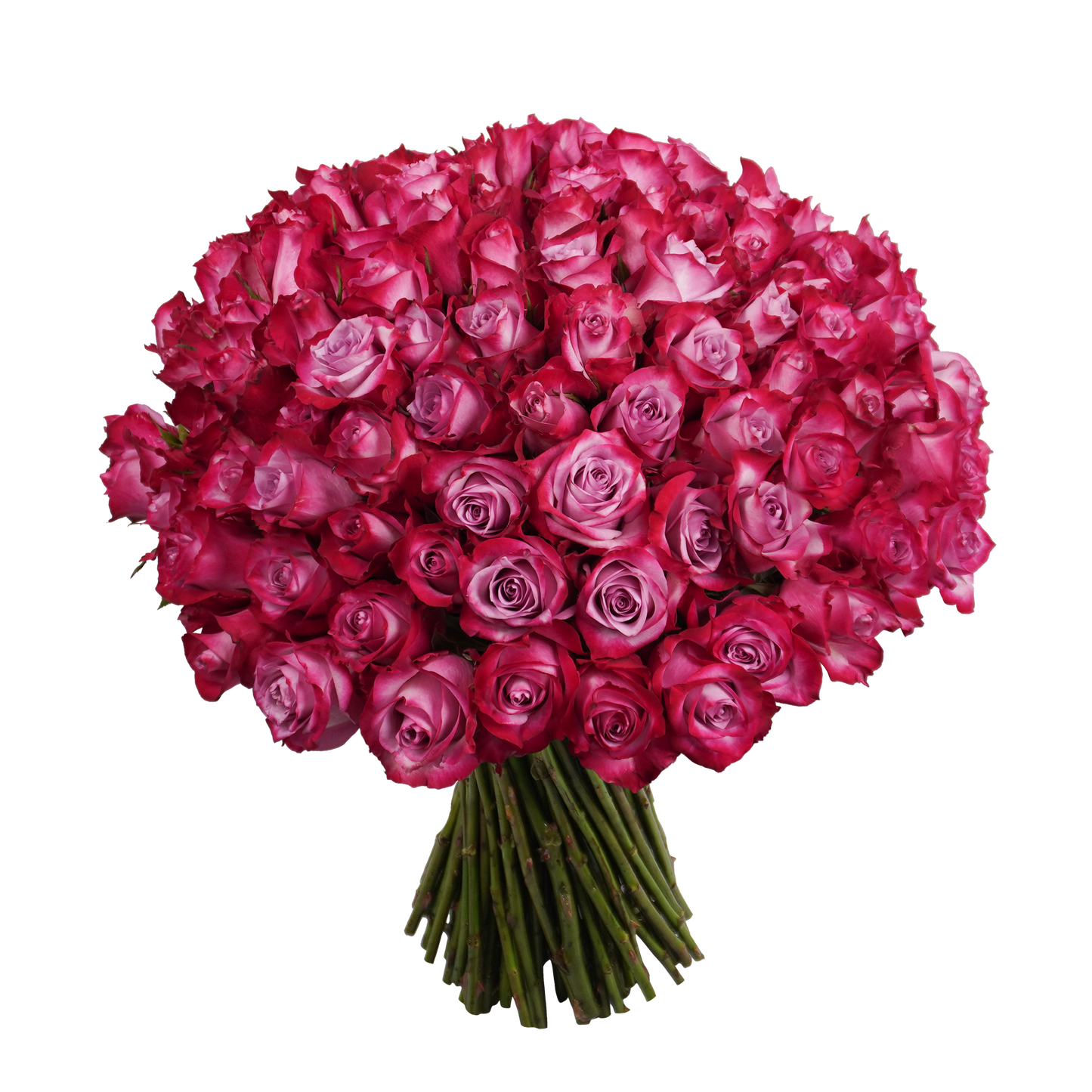 Lavender Classic Roses - 100 Stems – Passion Roses