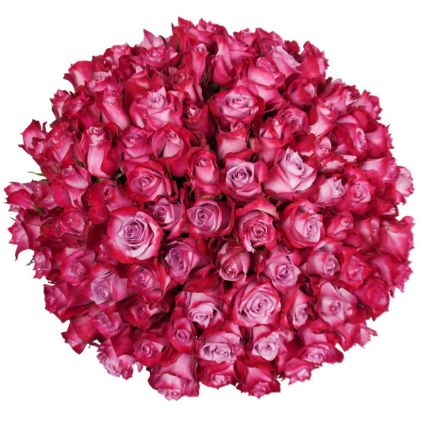 Lavender Classic Roses - 100 Stems – Passion Roses