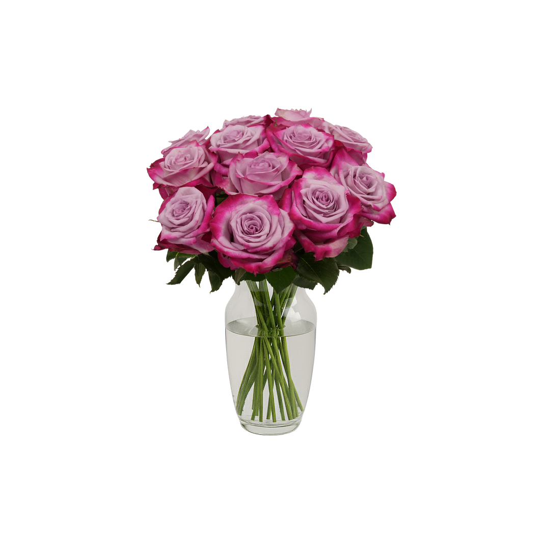 Lavender Classic Roses – Passion Roses