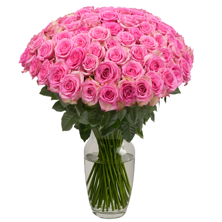Pink Classic Roses – Passion Roses