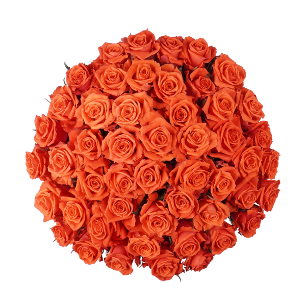Orange Classic Roses - 50 Stems – Passion Roses