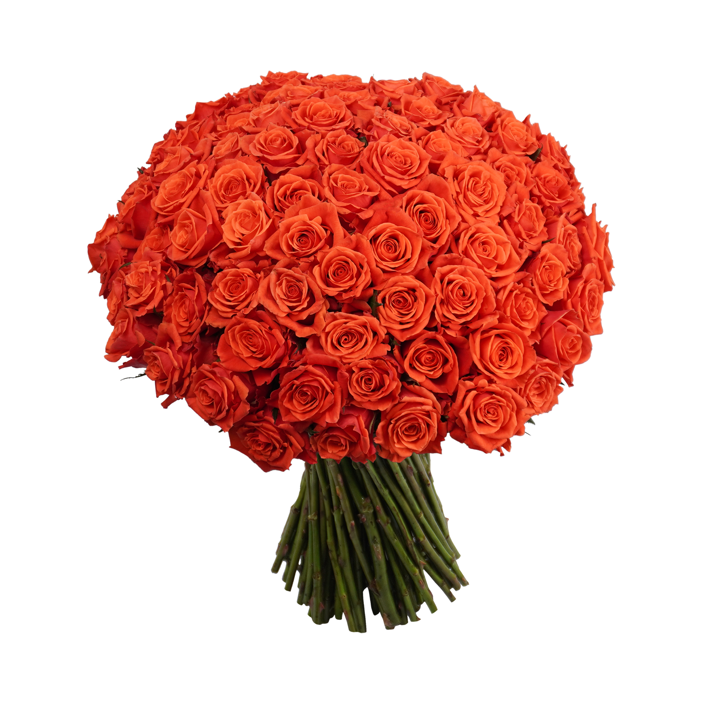 Orange Classic Roses - 100 Stems – Passion Roses