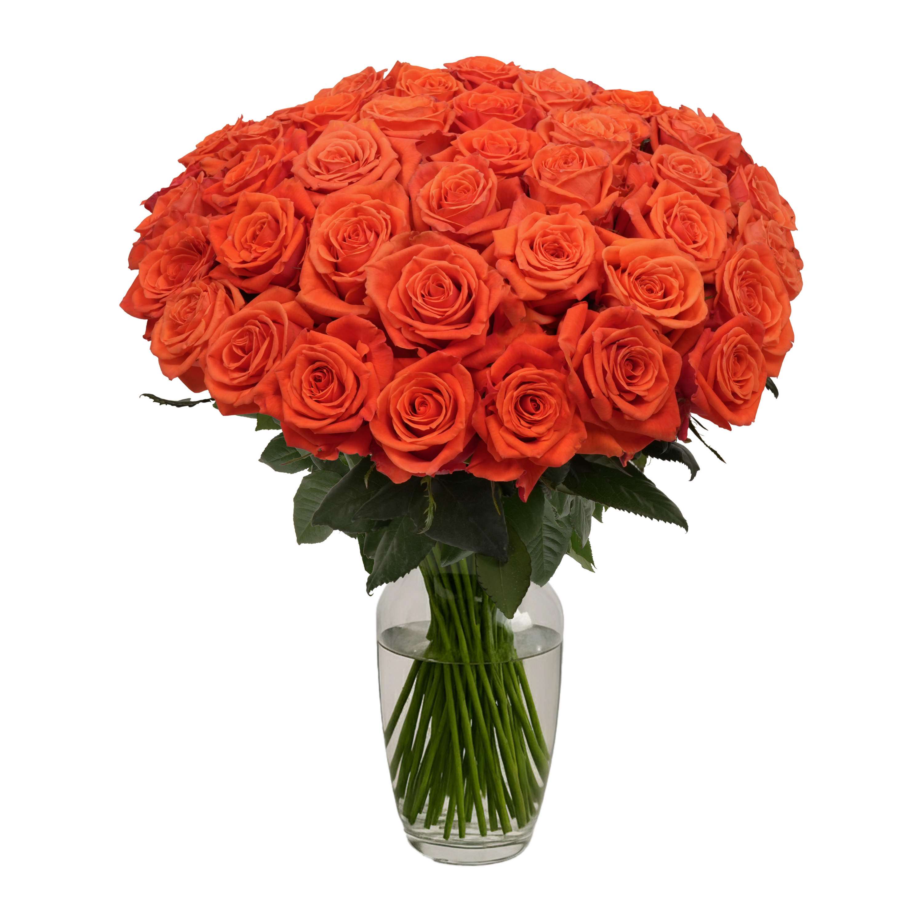 Orange Roses - 50 Stems – Passion Roses