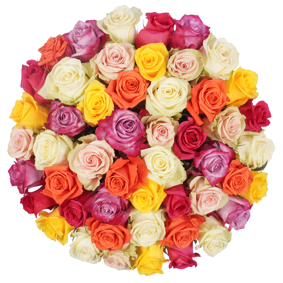 Joy – Passion Roses