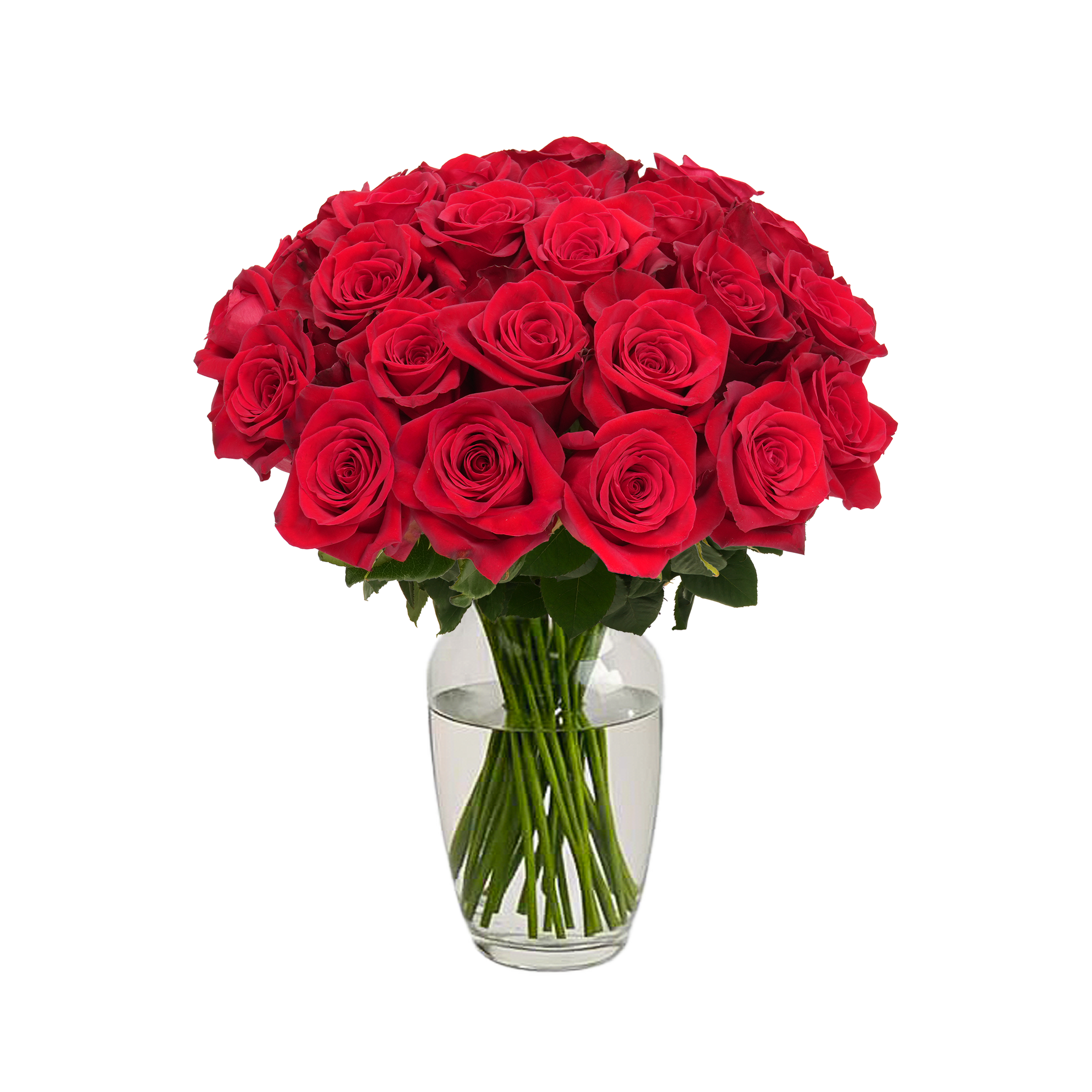 Red Classic Roses – Passion Roses