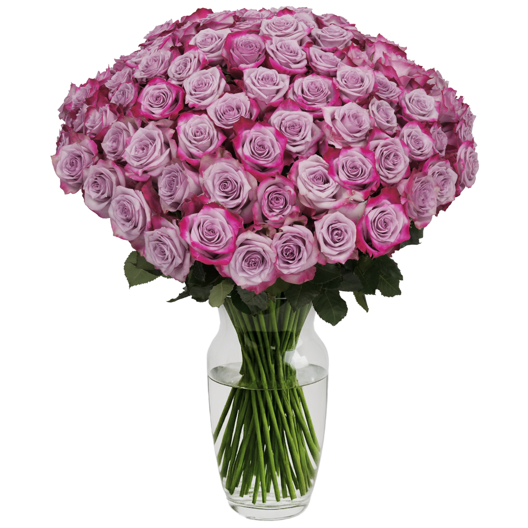 Our beautiful blooms – Passion Roses