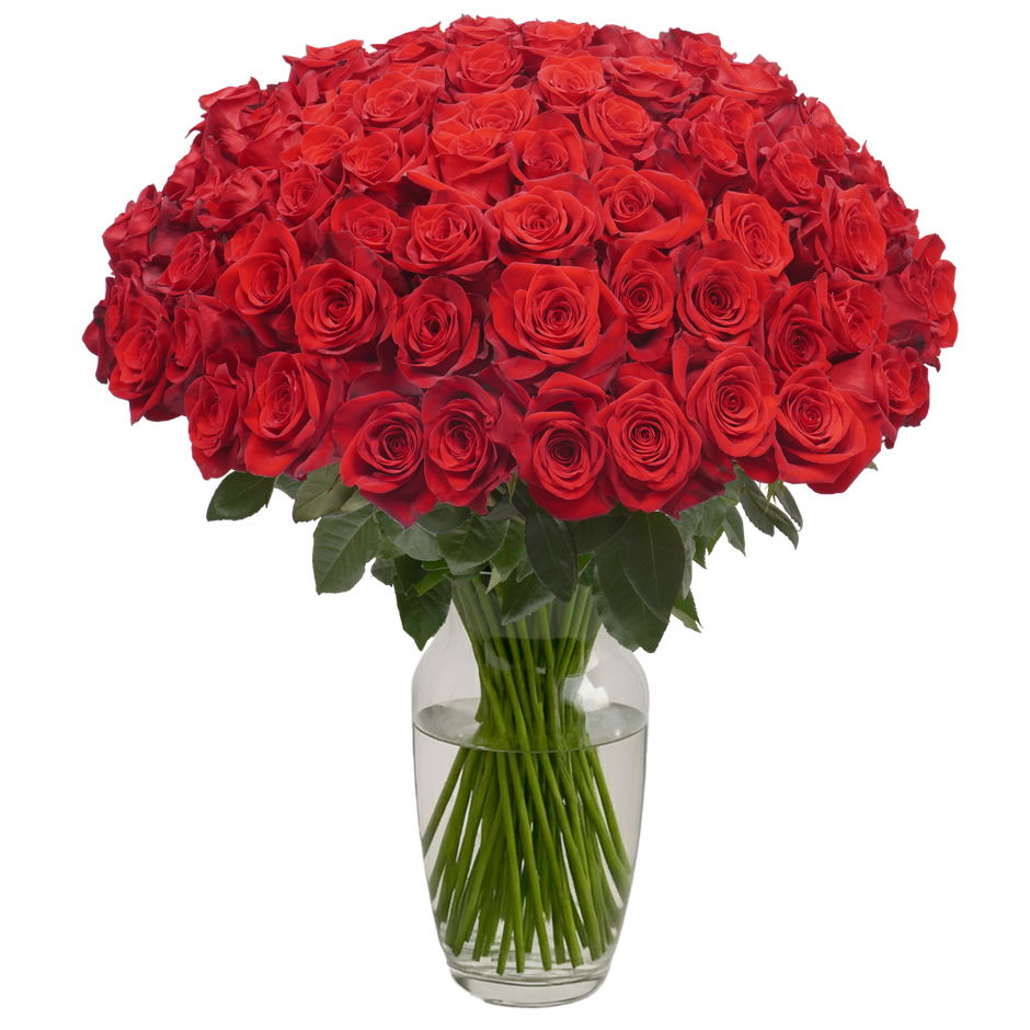 Red Classic Roses – Passion Roses