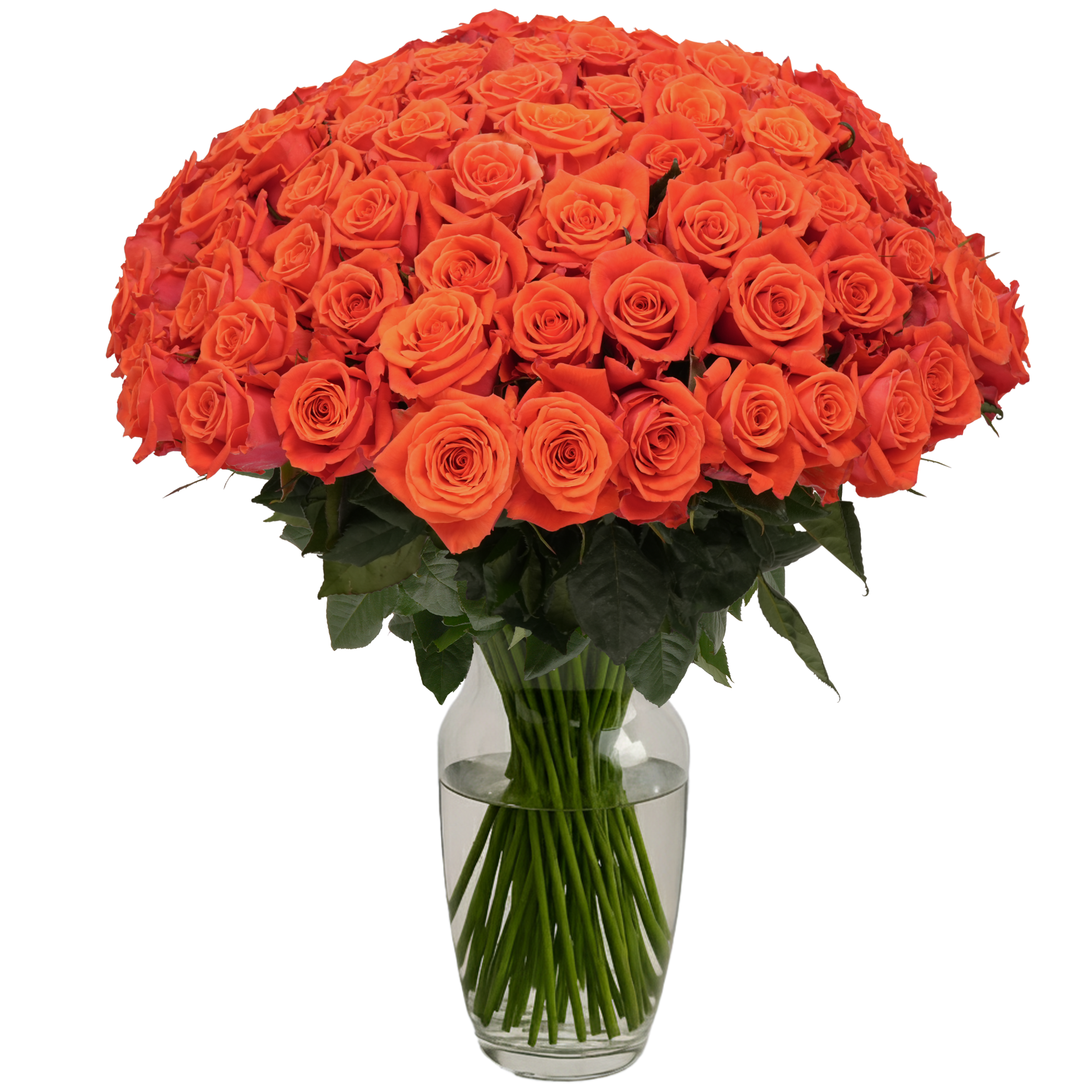 Orange Roses - 100 Stems – Passion Roses